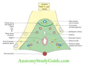 Perineum Structures Perineal Membrane In Male Female General Histology ...