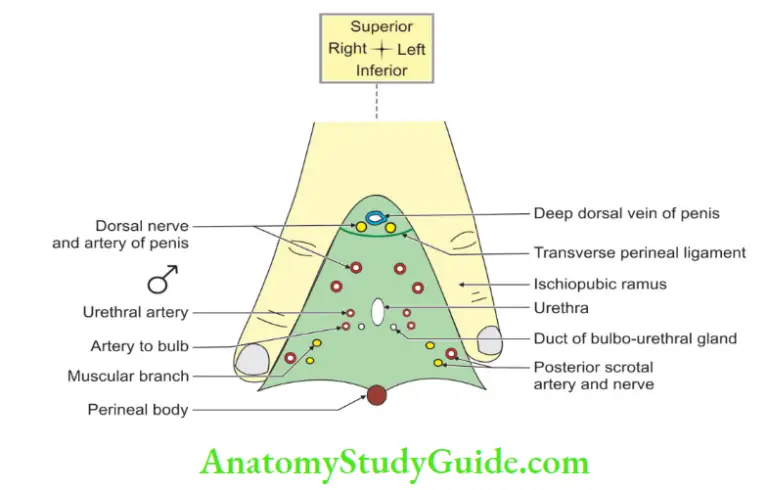 Perineum Structures Perineal Membrane In Male Female General Histology ...