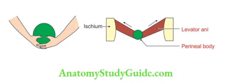 Perineum Structures Perineal Membrane In Male Female General Histology ...