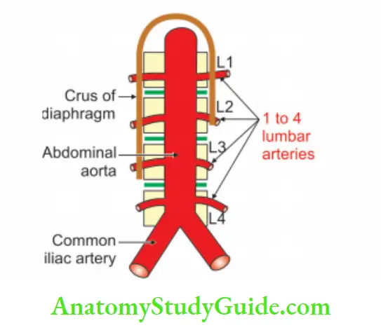 Lumbar Arteries And Veins