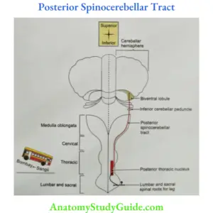 Spinal Cord Anatomy Question And Answers - Anatomy Study Guide