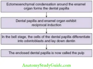 Pulp Oral Histology Notes - Anatomy Study Guide