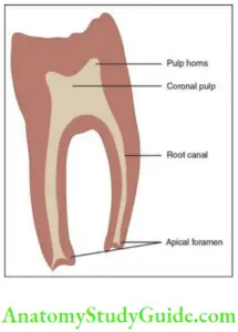 Pulp Oral Histology Notes - Anatomy Study Guide