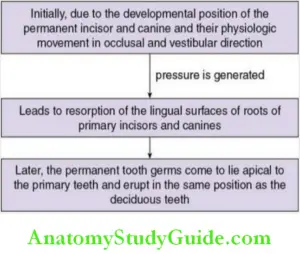 Oral Histology Shedding Of Teeth Notes - Anatomy Study Guide