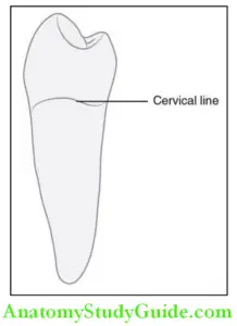Permanent Mandibular Premolars Notes - Anatomy Study Guide