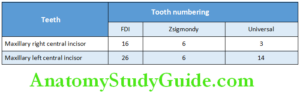 The Permanent Maxillary First Molars Notes - Anatomy Study Guide
