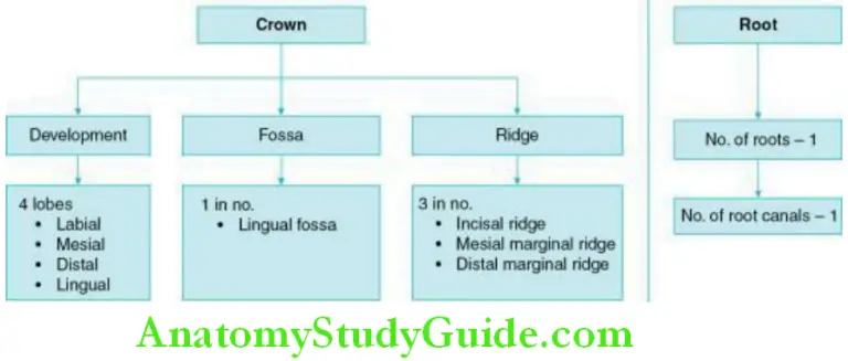 The Permanent Maxillary Incisors Notes - Anatomy Study Guide