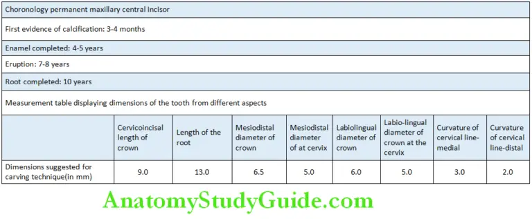 The Permanent Maxillary Incisors Notes - Anatomy Study Guide