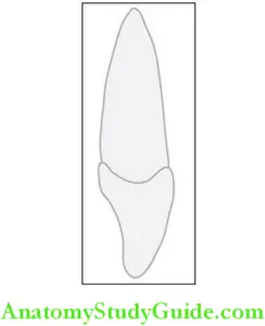 The Permanent Maxillary Incisors Notes - Anatomy Study Guide