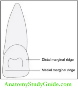 The Permanent Maxillary Incisors Notes - Anatomy Study Guide
