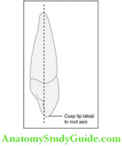 The Permanent Maxillary Canine Notes - Anatomy Study Guide