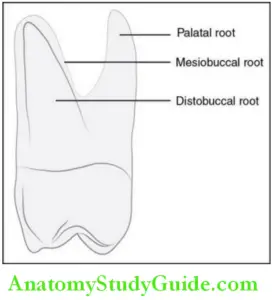 The Permanent Maxillary First Molars Notes - Anatomy Study Guide