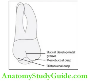 The Permanent Maxillary First Molars Notes - Anatomy Study Guide