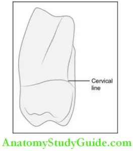 The Permanent Maxillary First Molars Notes - Anatomy Study Guide