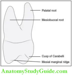 The Permanent Maxillary First Molars Notes - Anatomy Study Guide