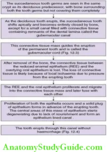 Development and Eruption of the Teeth - Anatomy Study Guide