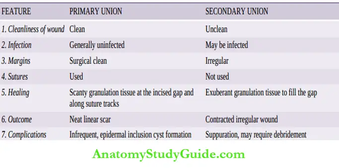 Tissue Repair And Regeneration Notes - Anatomy Study Guide