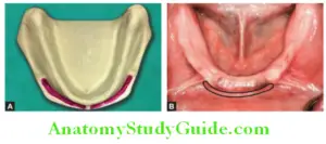 Anatomical Landmarks Edentulous Mandibular Arch Notes - Anatomy Study Guide