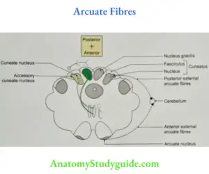 Brainstem Important Question And Answers - Anatomy Study Guide