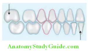 Complete Denture – Selection & Arrangement of Artificial Teeth ...