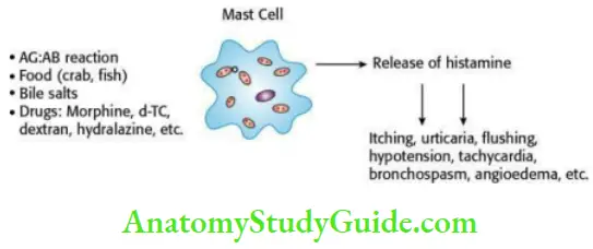 Autacoids And Respiratory System Notes - Anatomy Study Guide