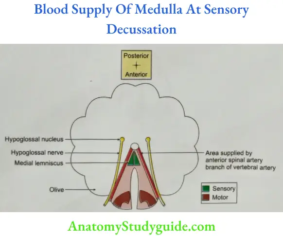 Brainstem Important Question And Answers - Anatomy Study Guide
