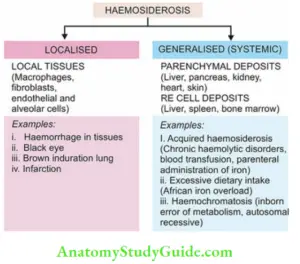 Pigments Endogenous And Exogenous Pathology Notes - Anatomy Study Guide