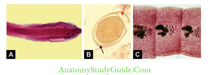 Cestodes And Trematodes Notes - Anatomy Study Guide