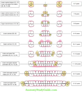 Chronology Of Teeth Eruption Notes - Anatomy Study Guide