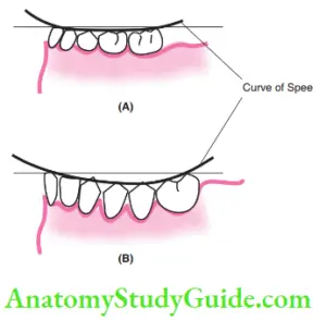 Development Of Occlusion Notes - Anatomy Study Guide