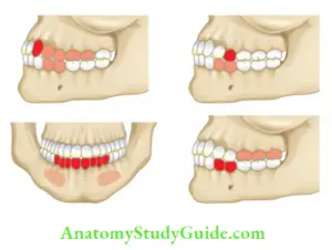 Differential Diagnosis Of Orofacial Pain Notes - Anatomy Study Guide