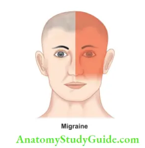 Differential Diagnosis Of Orofacial Pain Notes - Anatomy Study Guide