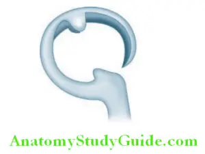 Direct And Indirect Retainers in Preclinical Prosthodontics - Anatomy ...