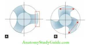 Endodontic Instruments Classification Notes - Anatomy Study Guide