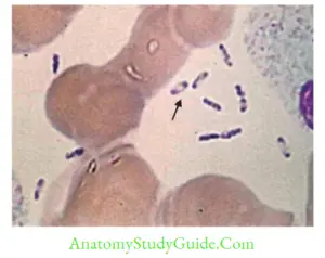 Enterobacteriaceae Notes - Anatomy Study Guide
