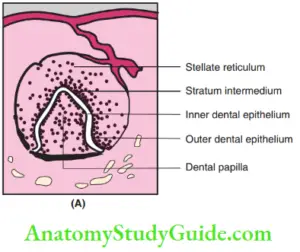 Tooth Eruption and Exfoliation Notes - Anatomy Study Guide
