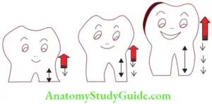 Tooth Eruption and Exfoliation Notes - Anatomy Study Guide