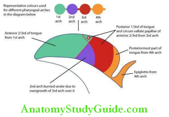 Development Of Face Pharyngeal Apparatus And Foregut Notes - Anatomy ...
