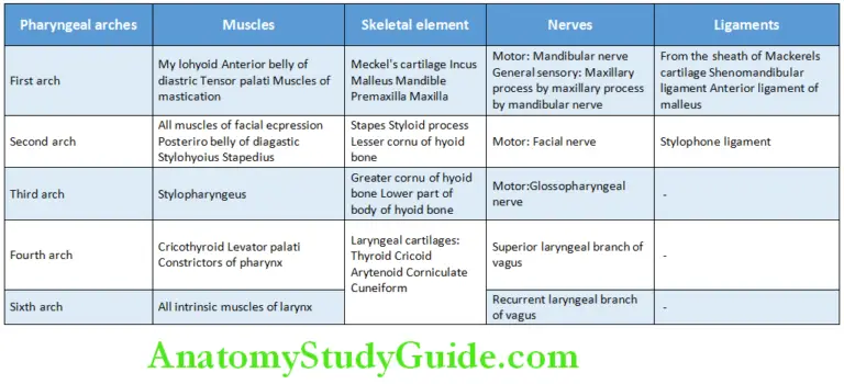 Development Of Face Pharyngeal Apparatus And Foregut Notes - Anatomy ...
