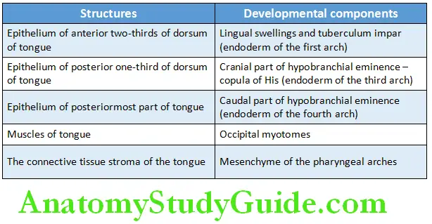 Development Of Face Pharyngeal Apparatus And Foregut Notes - Anatomy ...