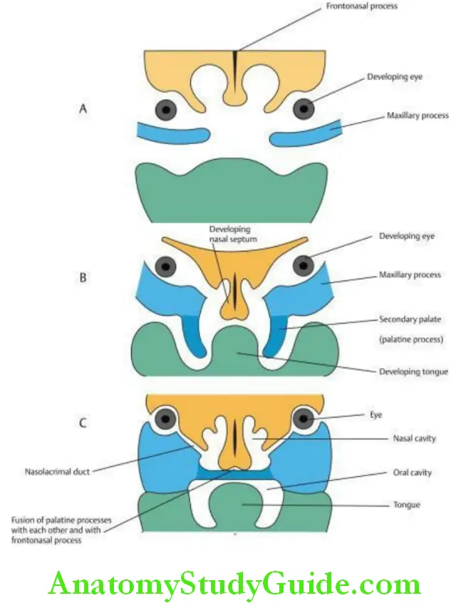 Development Of Face Pharyngeal Apparatus And Foregut Notes - Anatomy ...