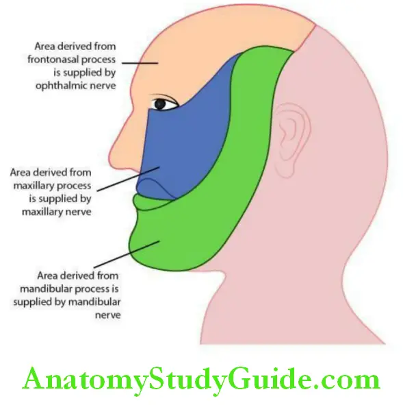 Development Of Face Pharyngeal Apparatus And Foregut Notes - Anatomy ...