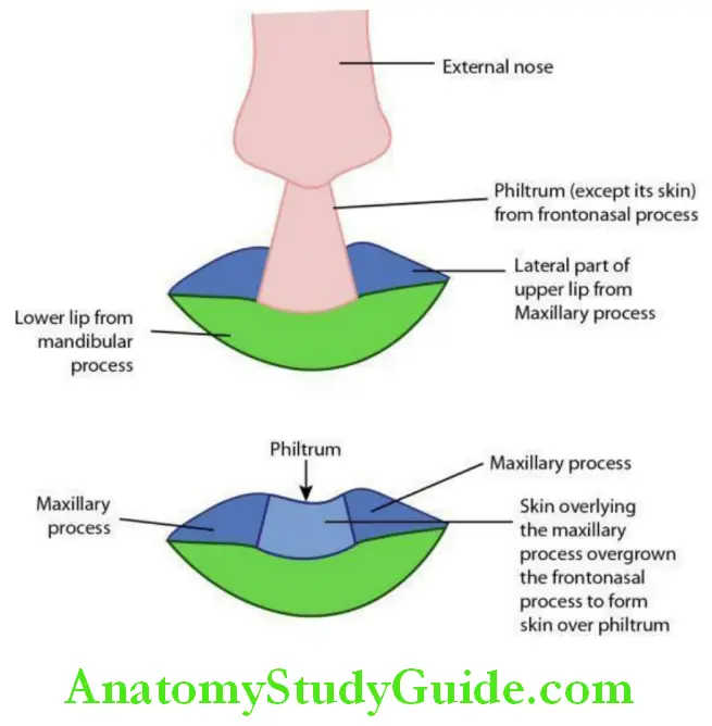 Development Of Face Pharyngeal Apparatus And Foregut Notes - Anatomy ...