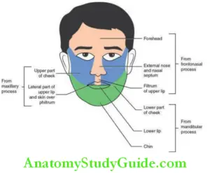 Development Of Face Pharyngeal Apparatus And Foregut Notes - Anatomy ...