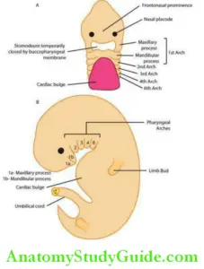 Development Of Face Pharyngeal Apparatus And Foregut Notes - Anatomy ...