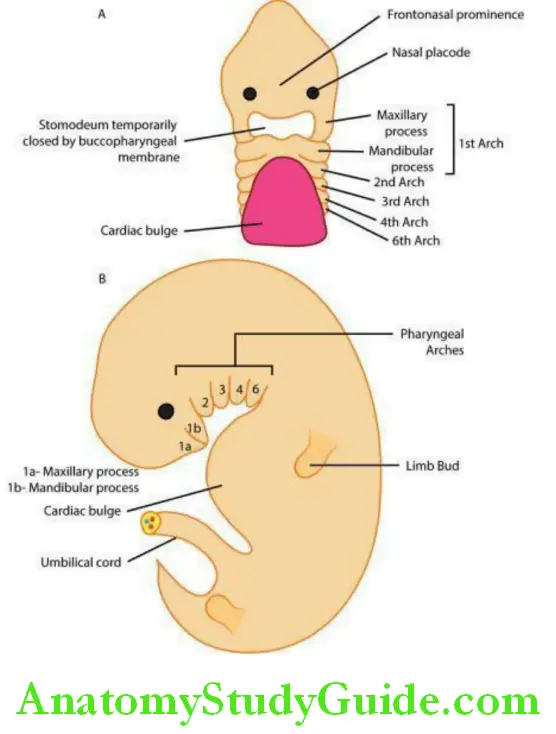 Development Of Face Pharyngeal Apparatus And Foregut Notes - Anatomy ...