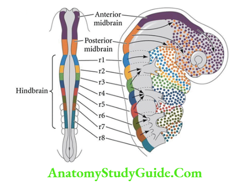 Development Of Face Pharyngeal Apparatus And Foregut Notes - Anatomy ...