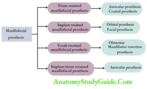 Introduction To Maxillofacial Prosthesis - Anatomy Study Guide