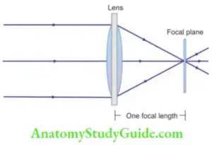 Magnification Devices for Endodontics Notes - Anatomy Study Guide