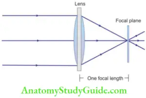 Magnification Devices for Endodontics Notes - Anatomy Study Guide